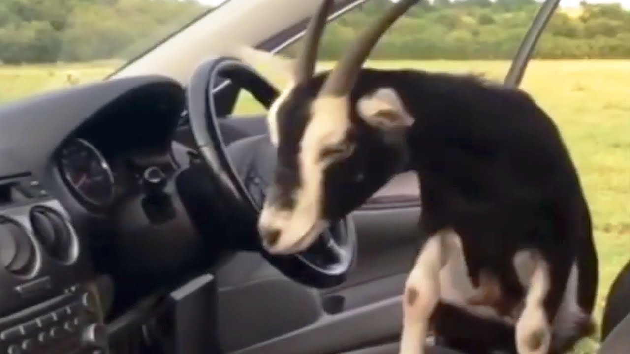Pet goat wants to drive owner's car - YouTube