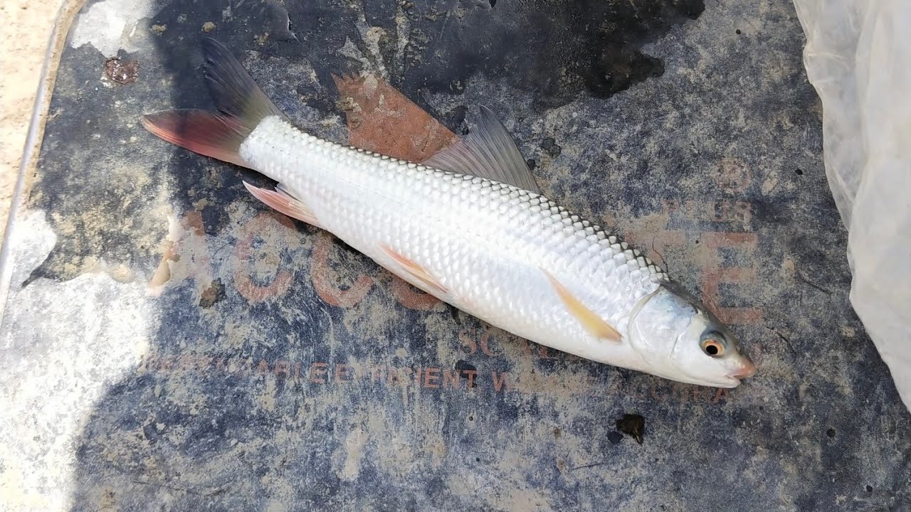 #Mrigal(Morakhi)FishNursery Stocking To Production Ponds #Catla(Thaila ...
