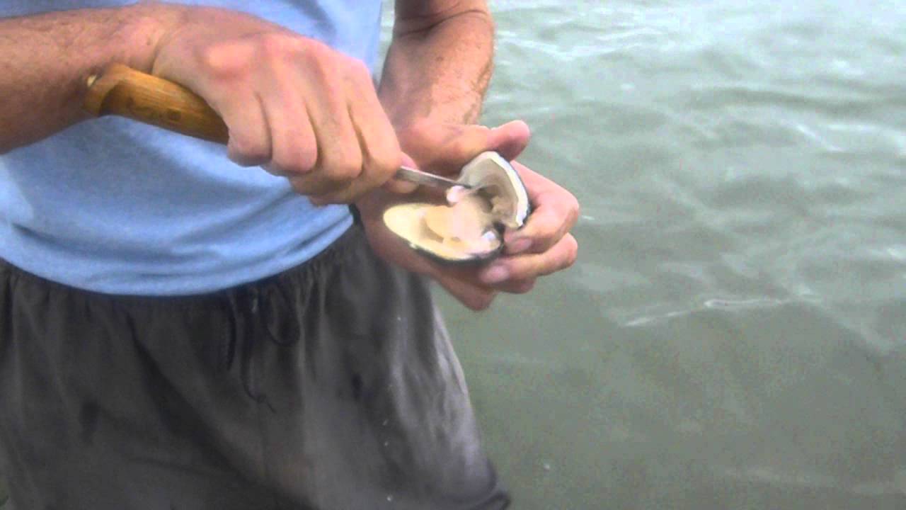 Clams on the 'half shell' off Portsmouth Island, NC - YouTube