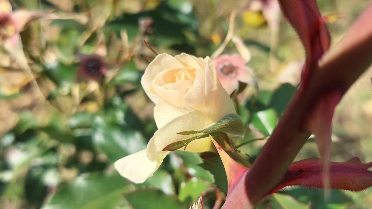 Can't believe I forgot skulls 'n pumpkins - What represents Samhain to ...