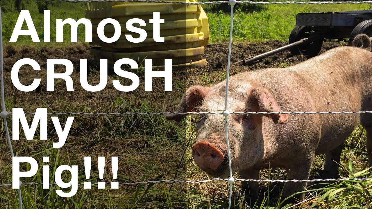 Almost Crushed A Pig With My Farm Tractor - YouTube