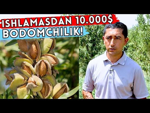 BODOM YETISHTIRISH SIRLARI, QANCHA DAROMAD QILISH MUMKIN?