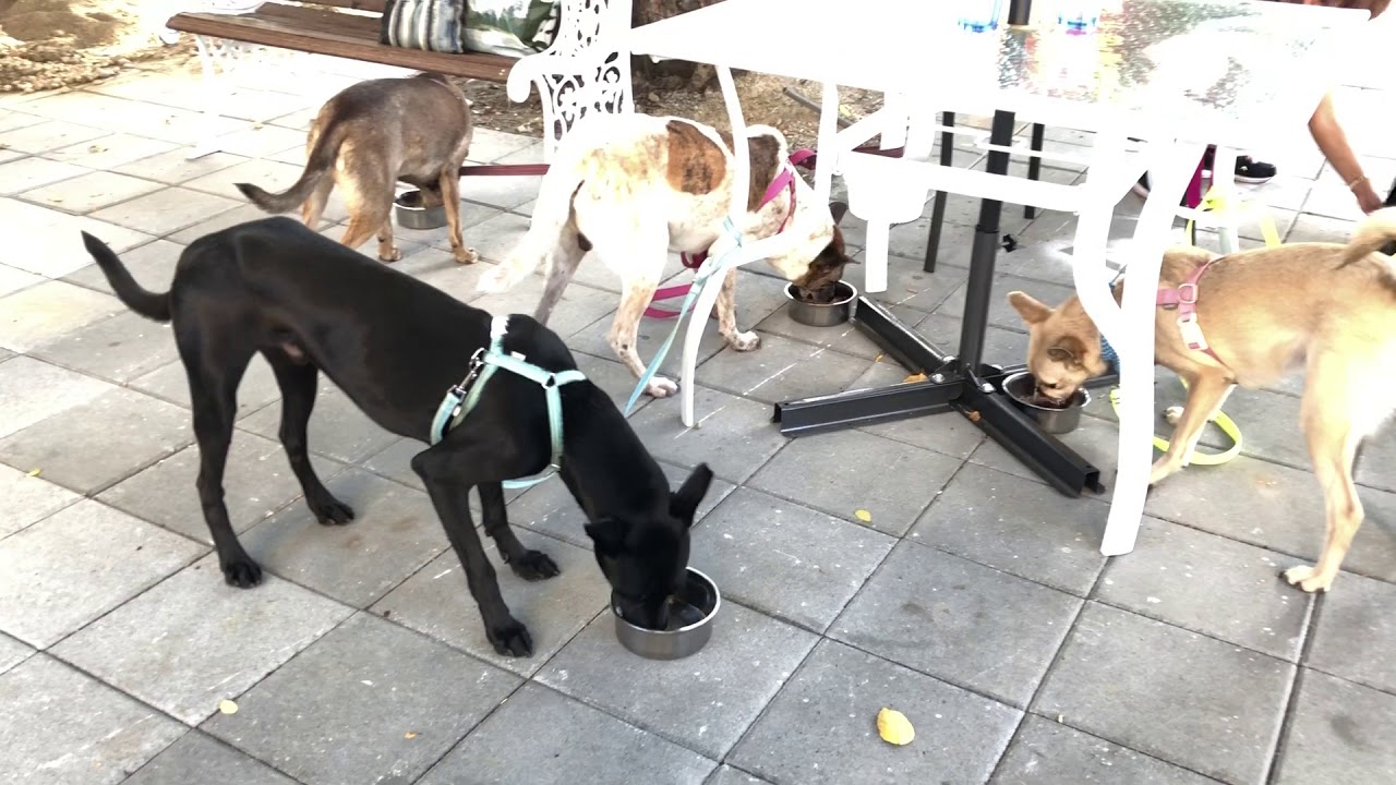 Snack time at the Dog Themed Restaurant - YouTube