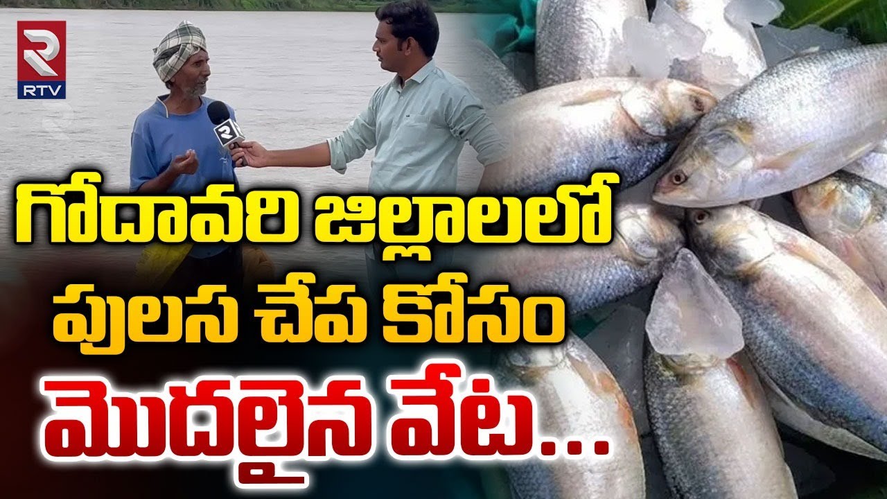 Godavari | గోదావరి జిల్లాలలోపులస చేప కోసం మొదలైన వేట... | How They Hunt ...
