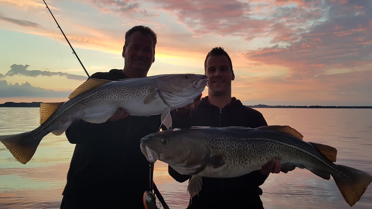 Hochseeangeln Hochseefischen Dänemark Spodsbjerg Langeland Dorsch ...