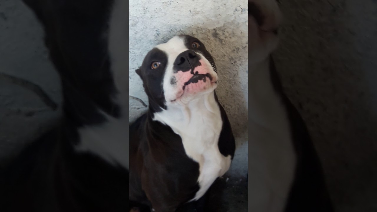 Perro pitbull regañado - YouTube