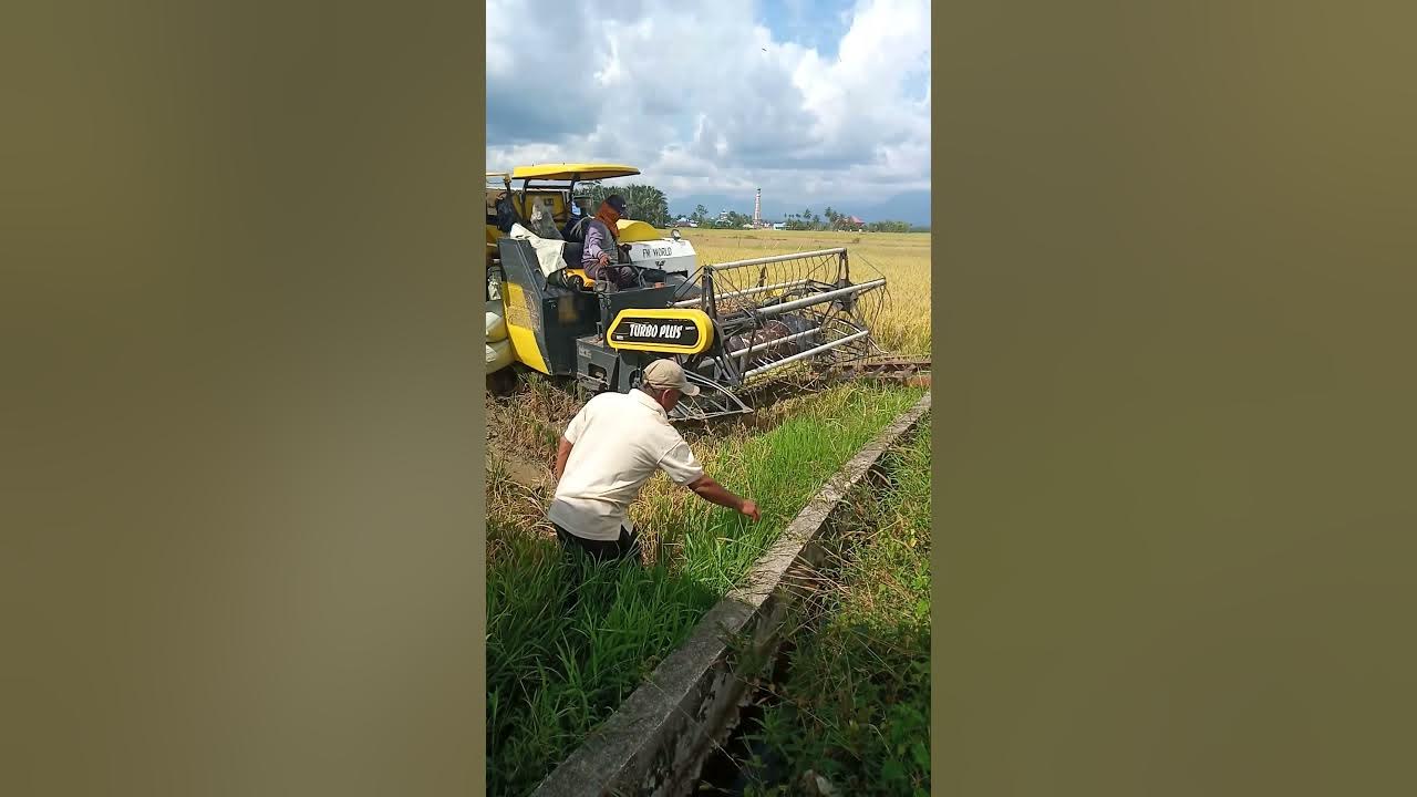 panen padi varietas Ciherang ss cap kapal terbang - YouTube
