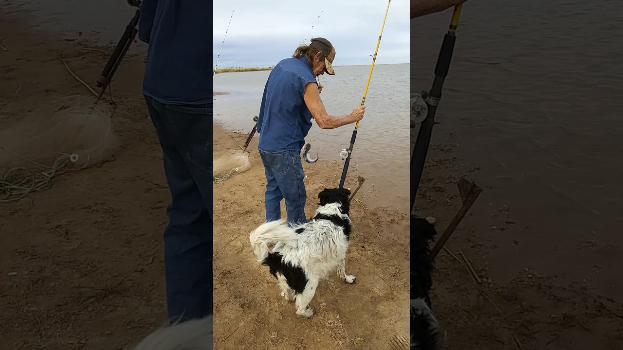 First fish of please season brought in by snooper - YouTube