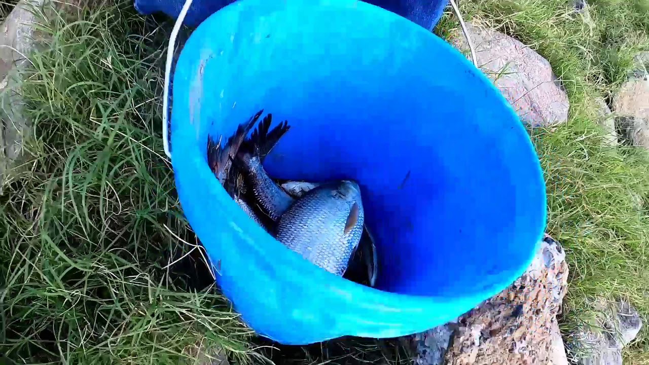 How to cast net, and fill up a 5 gallon bucket of bait, like a pro ...