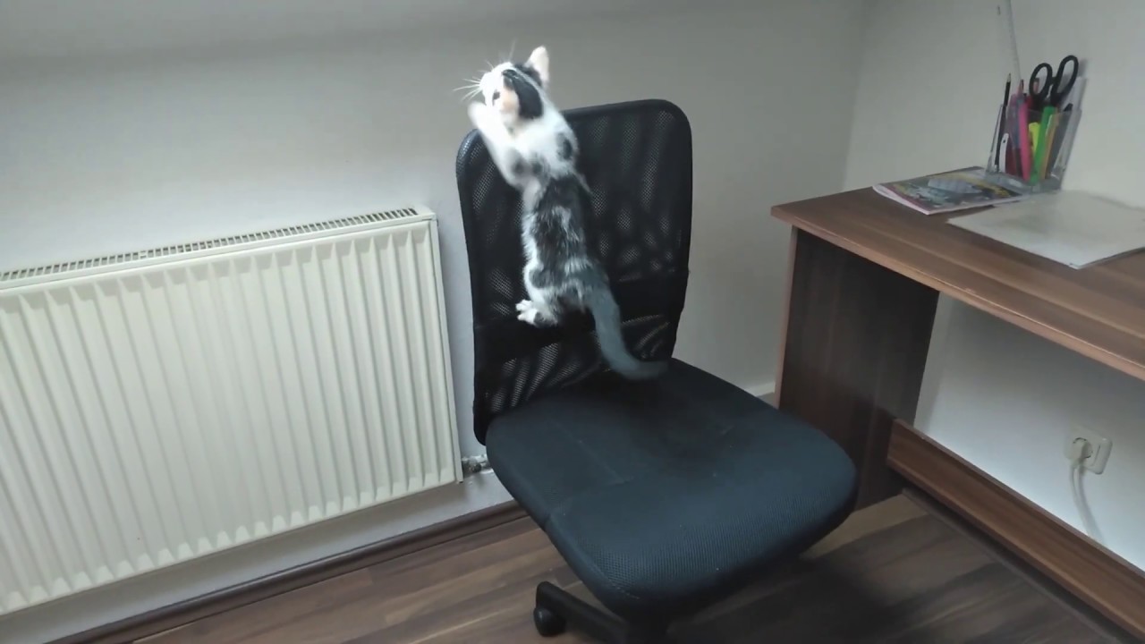 Funny Kitten Fails Compilation. Part 1. - YouTube