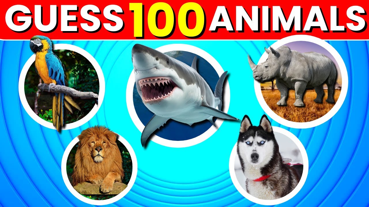 Guess The Animal Quiz 🐸🐷 Shark, Lion, Panda, Jellyfish, Swan, Wolf ...