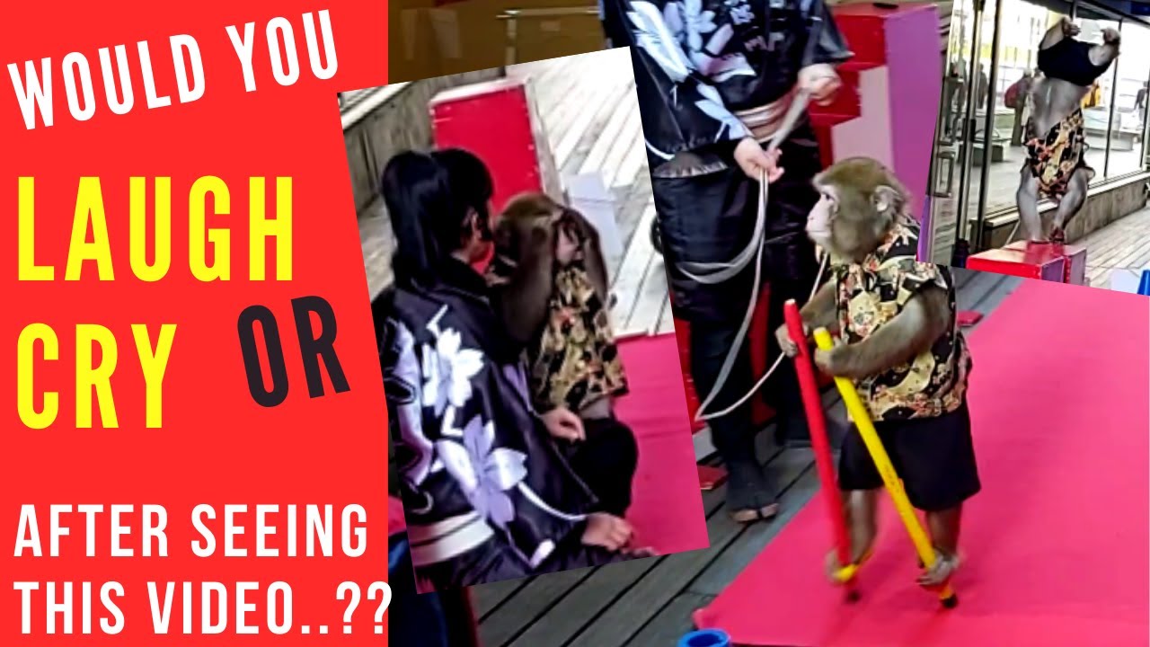 Circus | Japan Monkey Circus | Traveling Circus Show | 2020 - YouTube