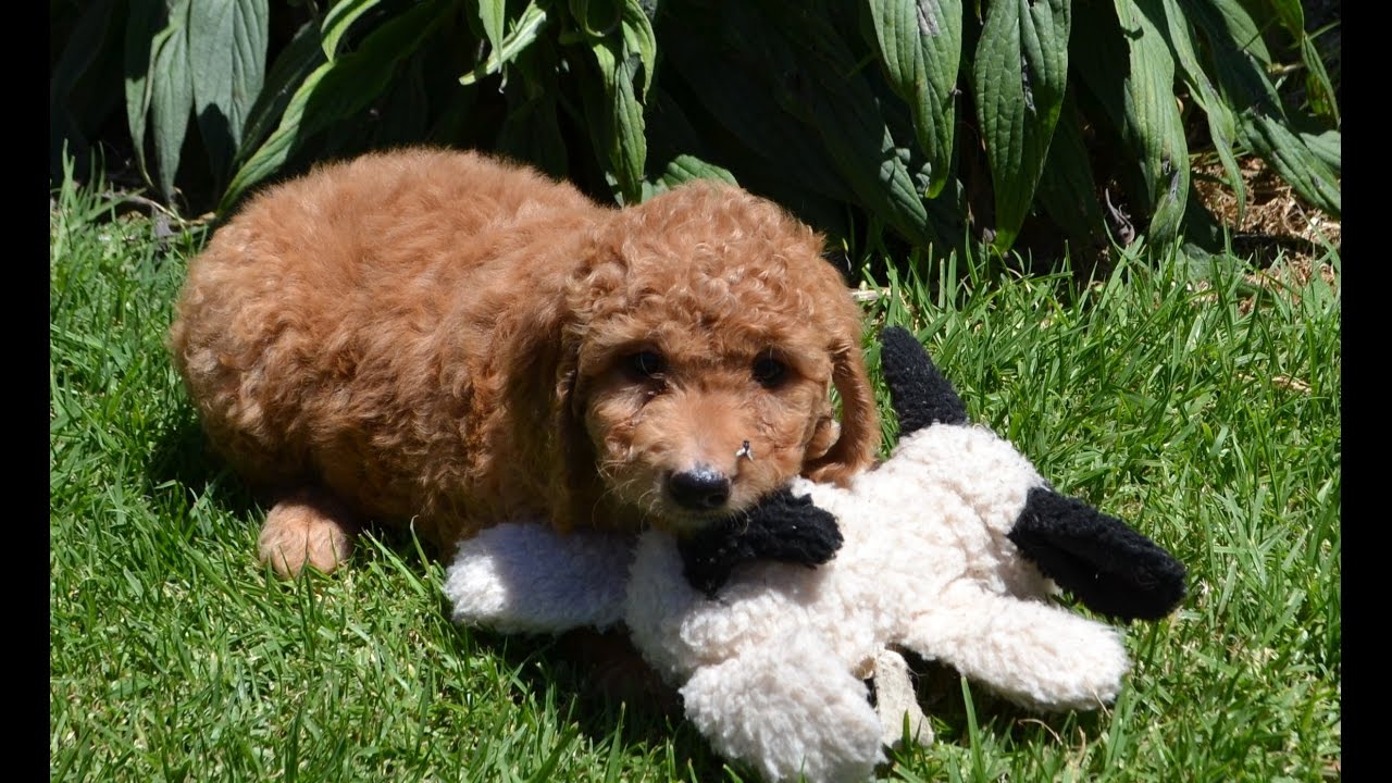 Adorable Groodle Puppies! - YouTube