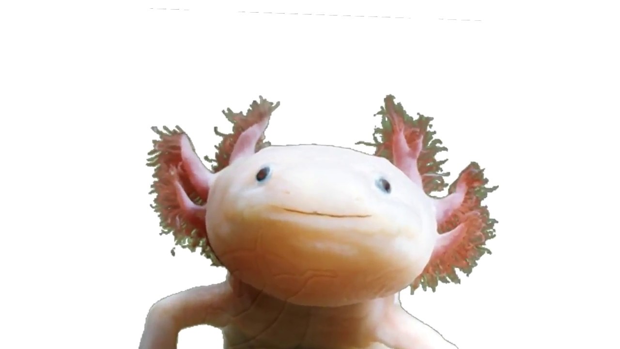 Axolotl UwU - YouTube