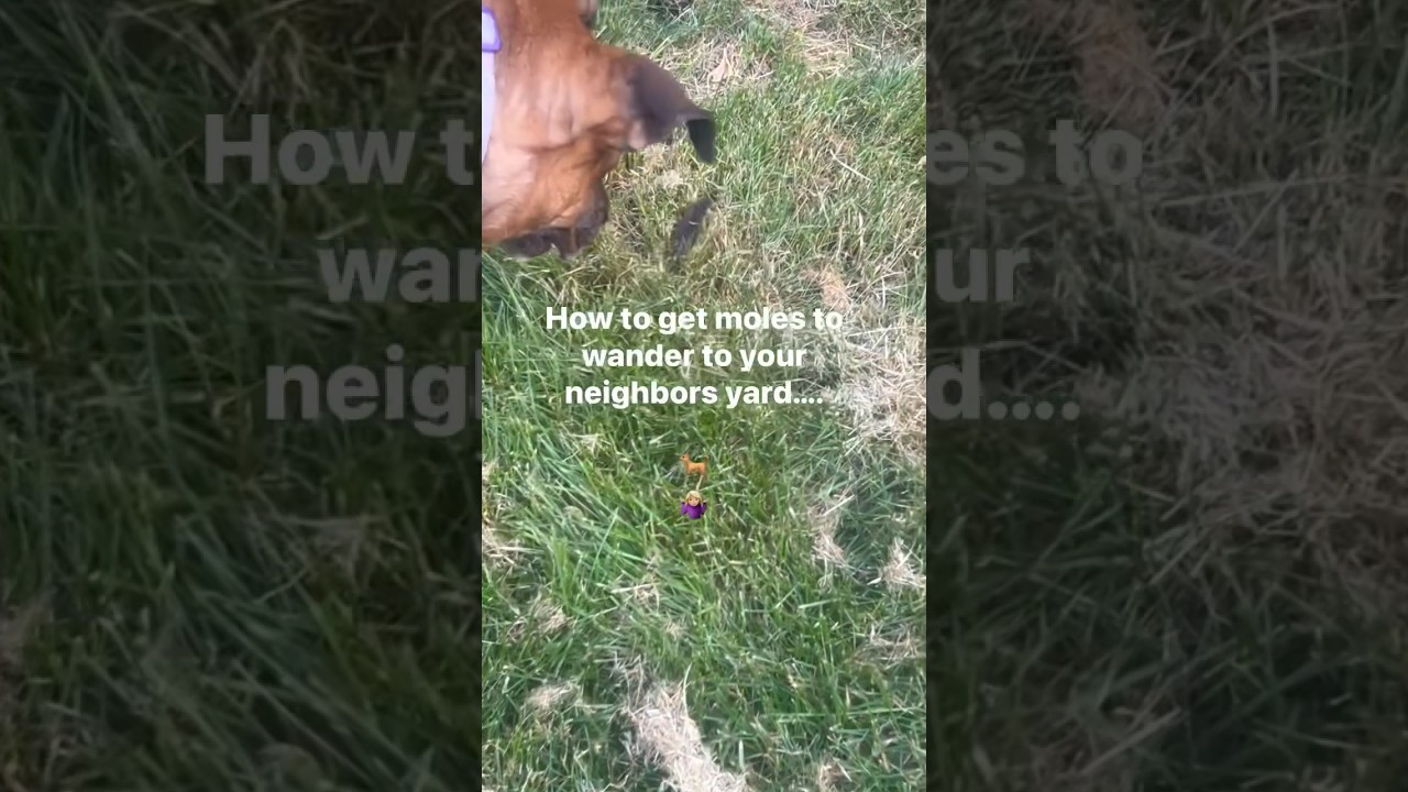 How to get moles to wander to your neighbors yard…🐕🤷🏼‍♀️ #singlemom # ...