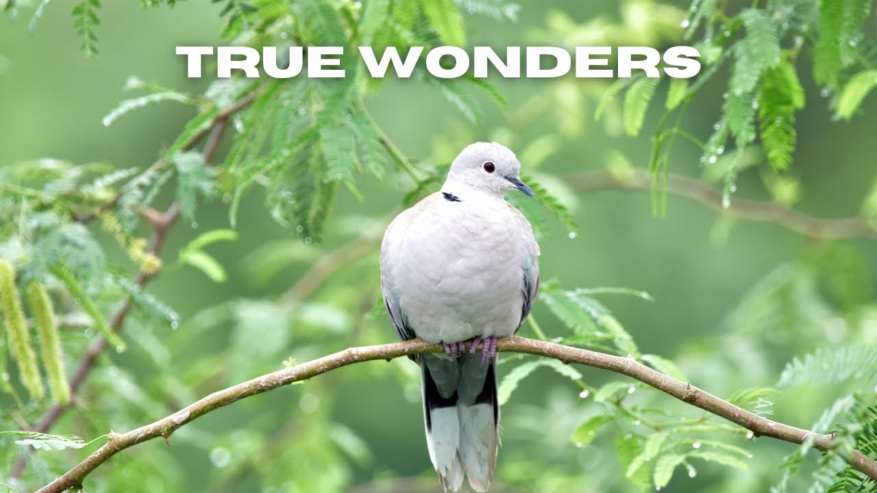 True Wonders [EzMusic Release] - YouTube