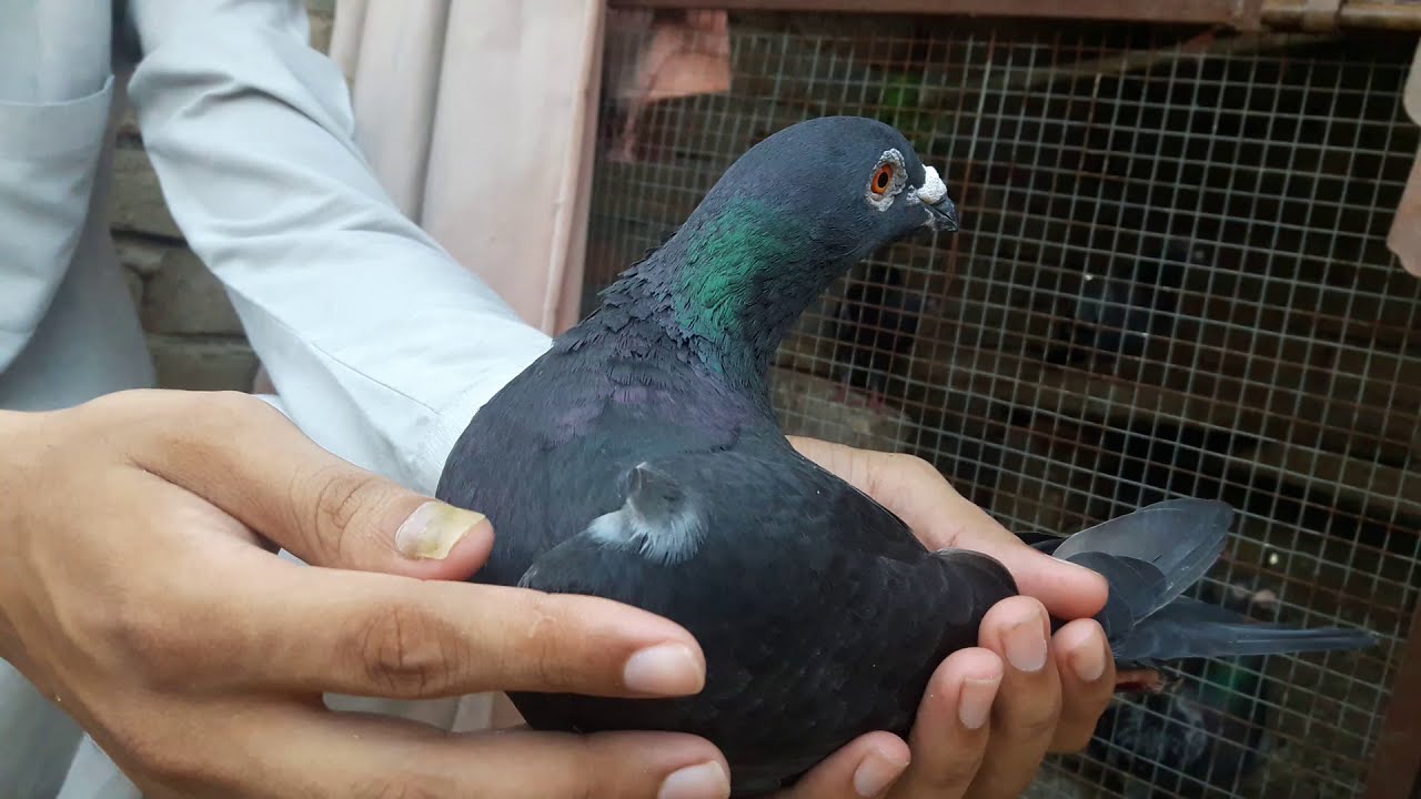 Big Nose Black Diamond Racing Pigeon || Racing pigeons Pakistan - YouTube