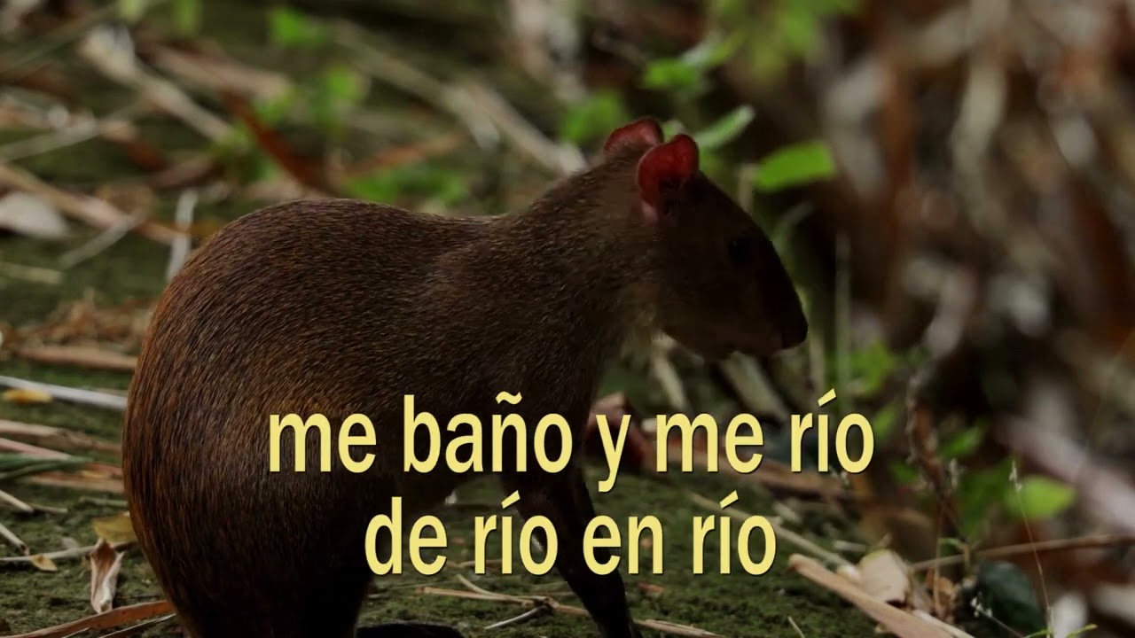 Los paseos del guatín - Autor Julián Rodríguez - YouTube