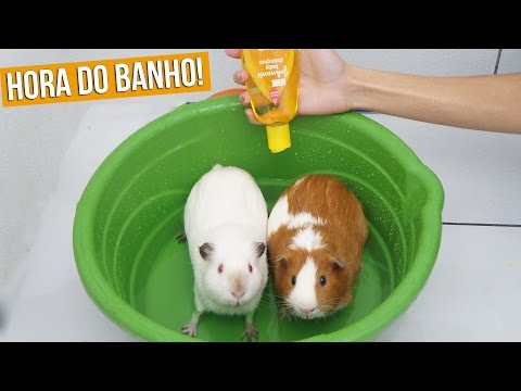 COMO DOU BANHO NOS PORQUINHOS DA ÍNDIA