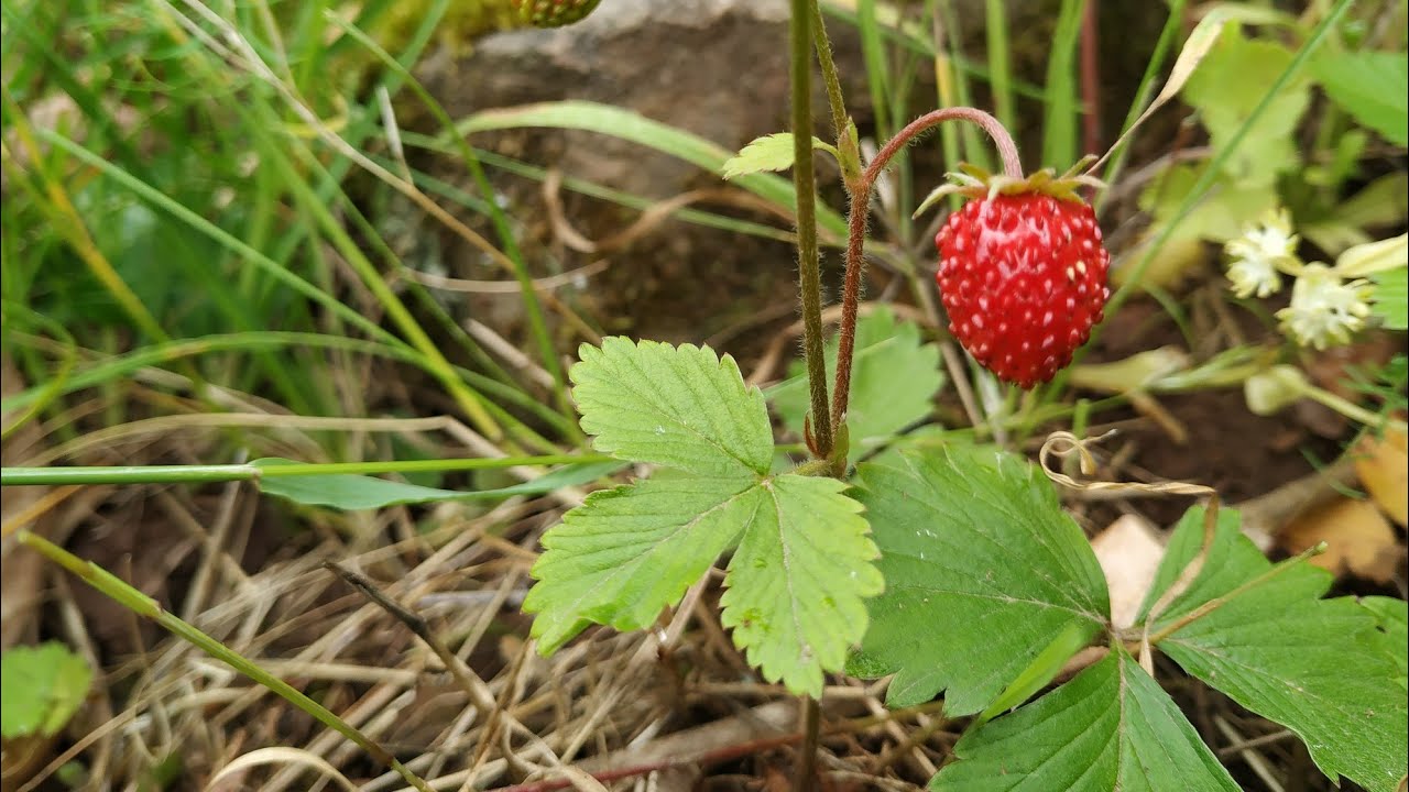 European Wild Forest Strawberry (Fragaria vesca) - YouTube