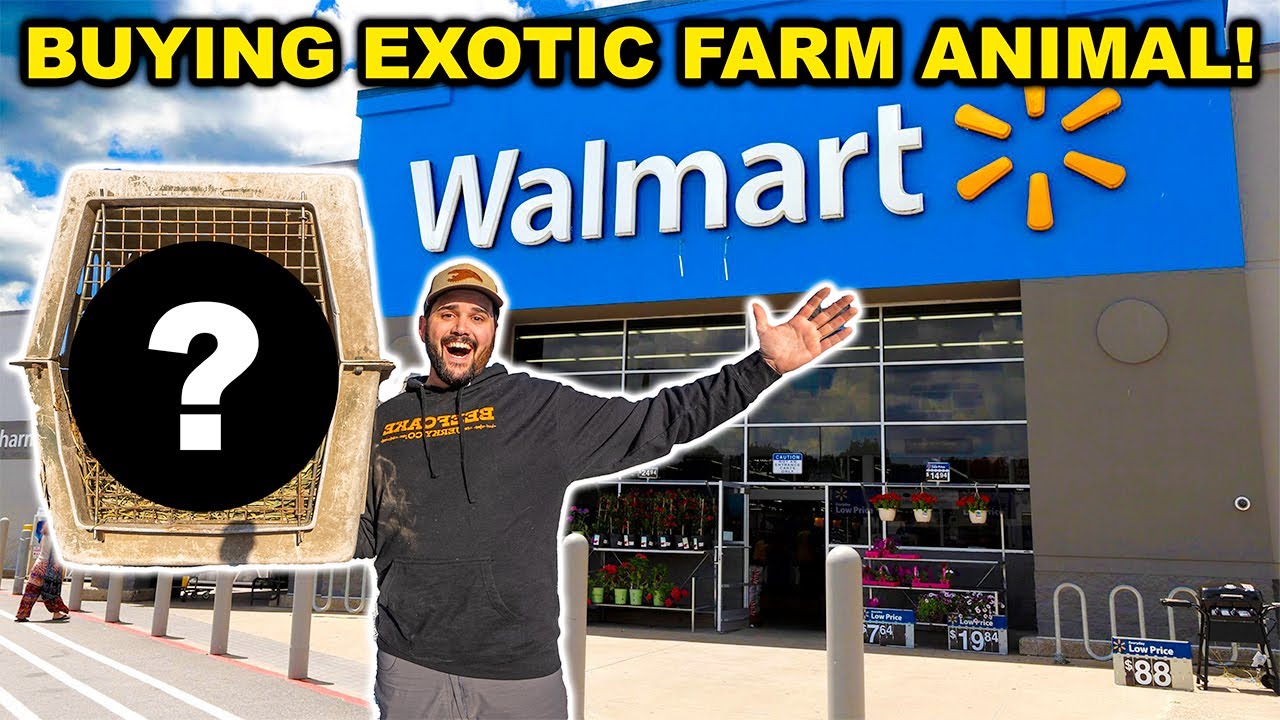 Buying EXOTIC Farm Animal from STRANGER in WALMART Parking Lot!!! - YouTube