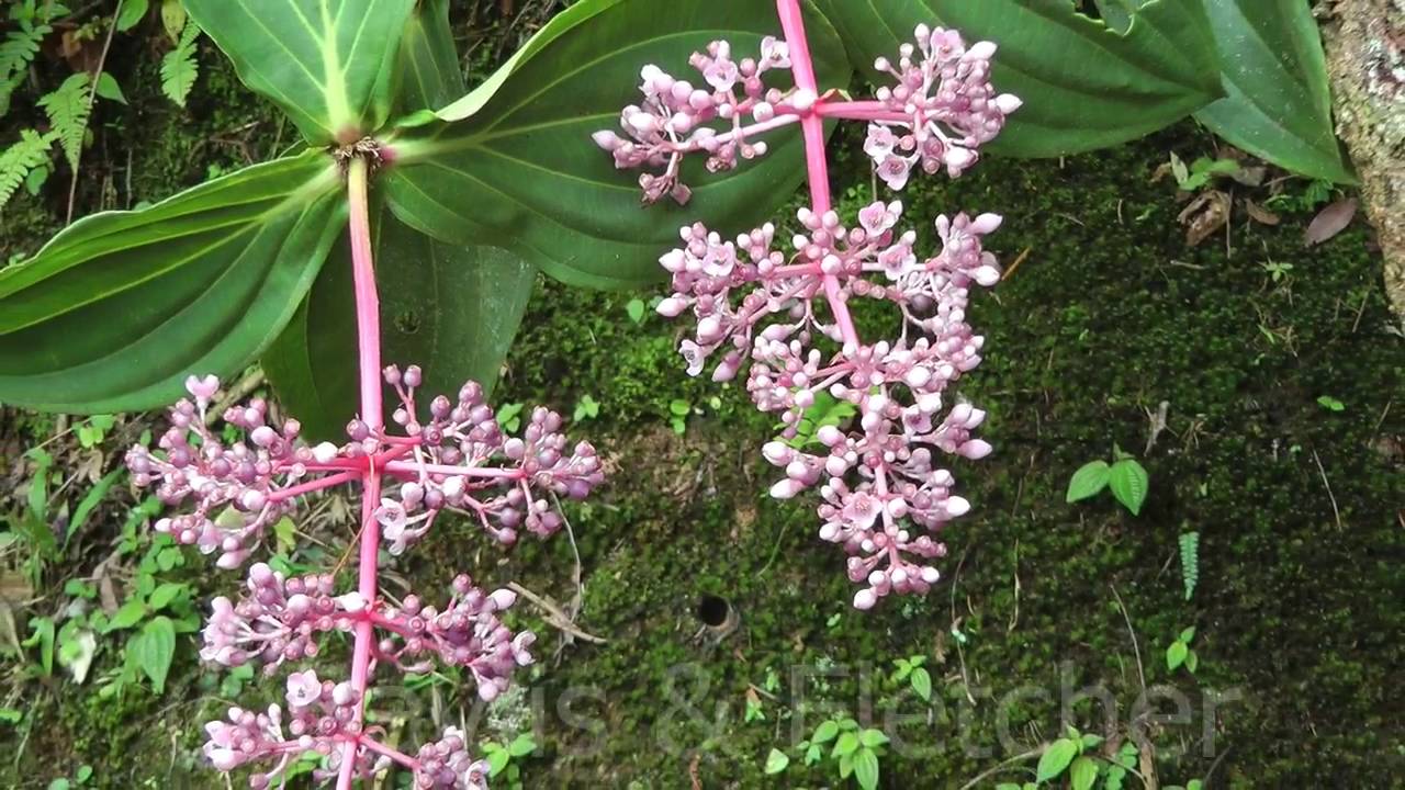 Epiphytic Medinilla sp, Fraser's Hill, Malaysia. 20151101_144602.m2ts ...