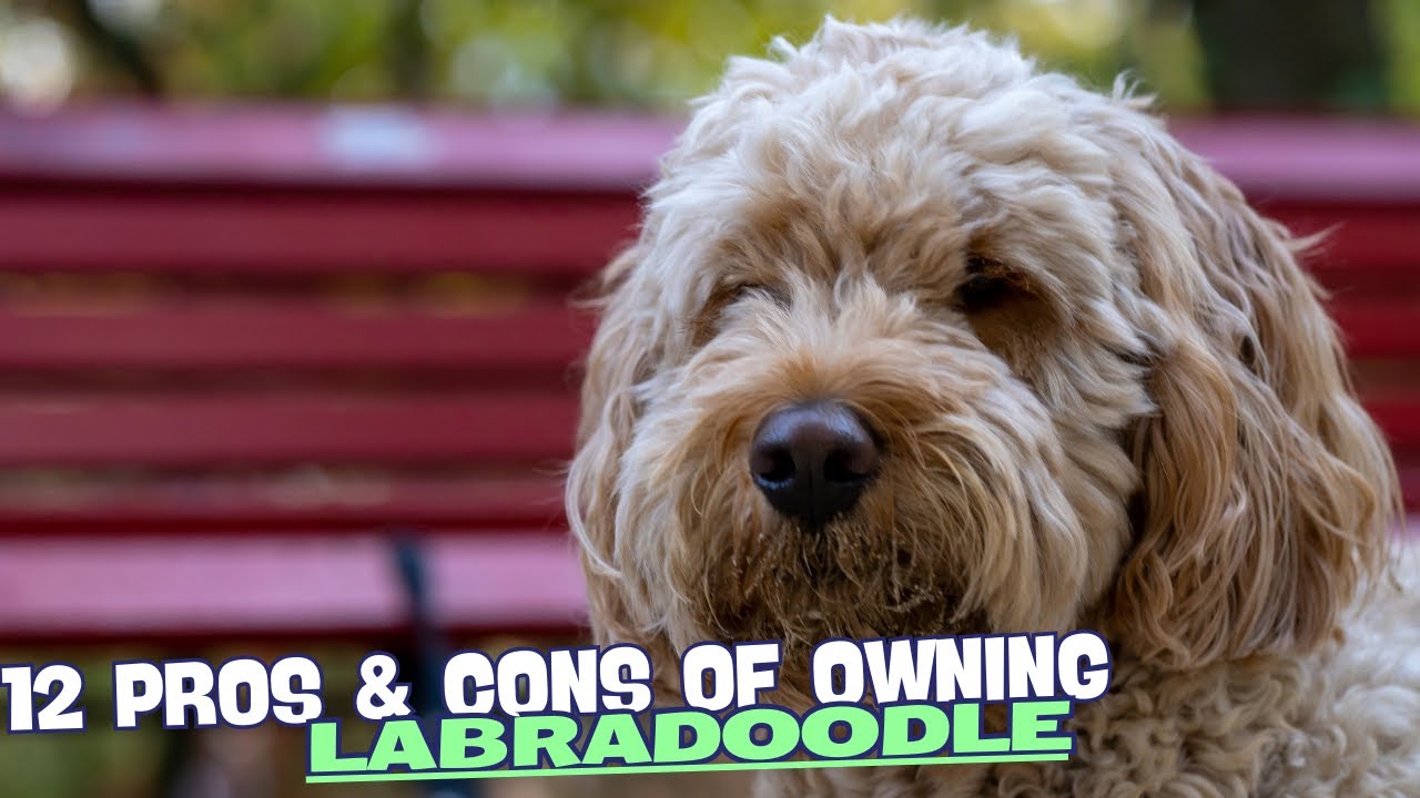12 Pros & Cons of Owning a Labradoodle! 🐾 - YouTube