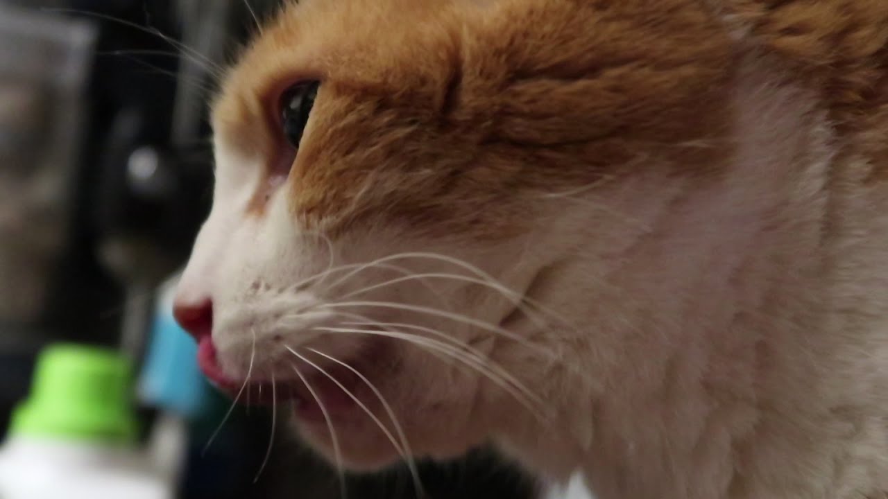 Cat Happily Crunches On His Food - YouTube