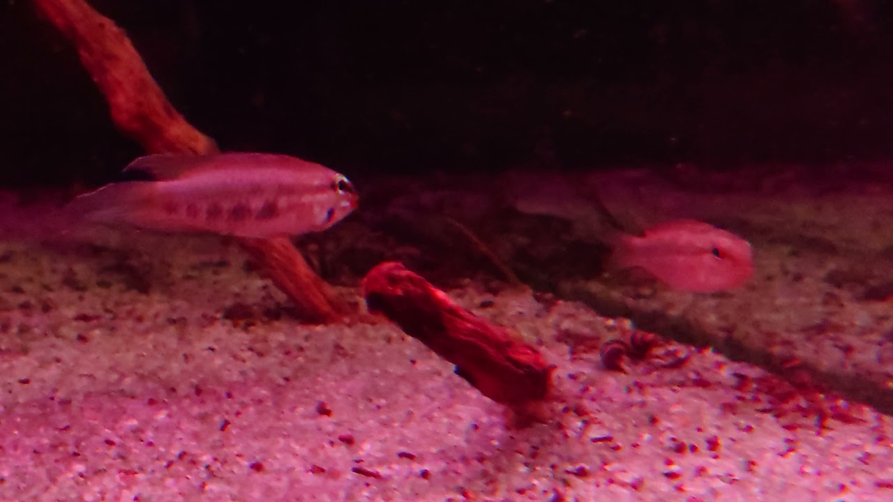 Apistogramma lineata wild - YouTube