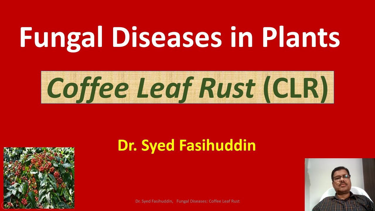 Coffee Leaf Rust - YouTube