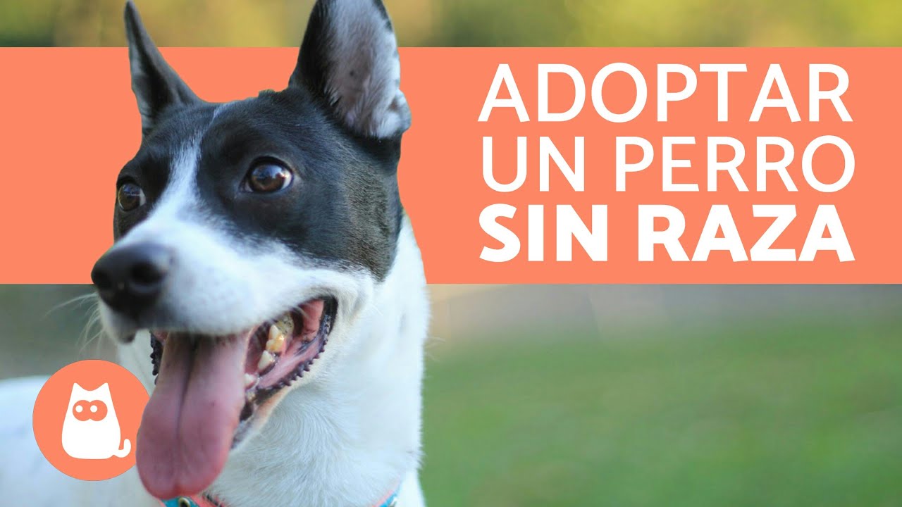 10 razones para ADOPTAR UN PERRO SIN RAZA - YouTube