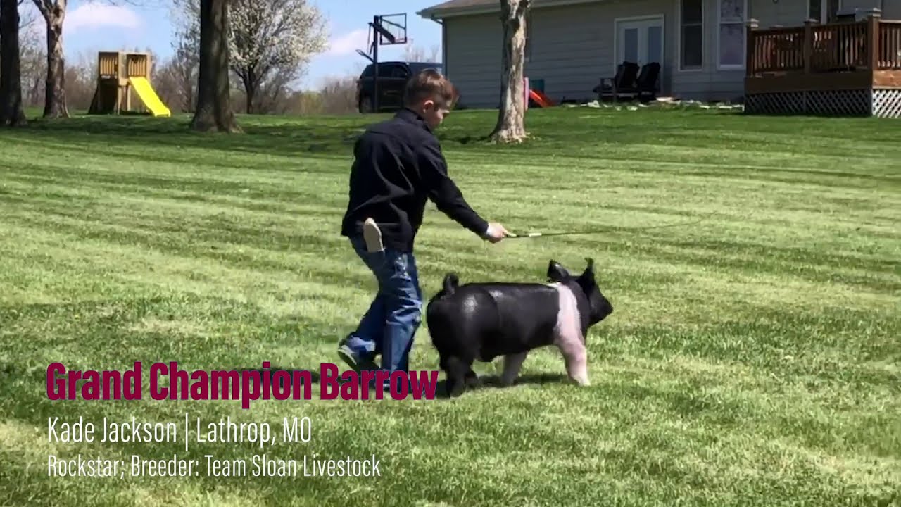 Grand Champion Barrow - Kade Jackson - The American Virtual Hog Show ...