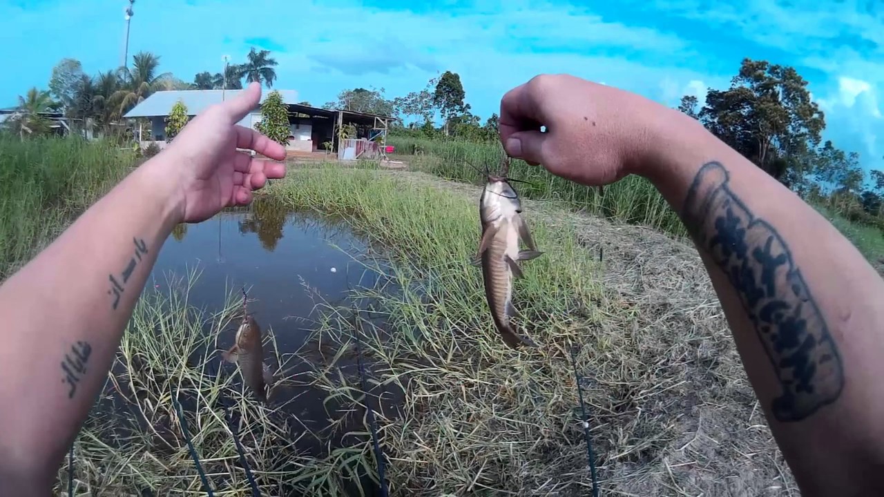 kwie-kwie, (armored catfish, cascadoux, hassa fish) - YouTube