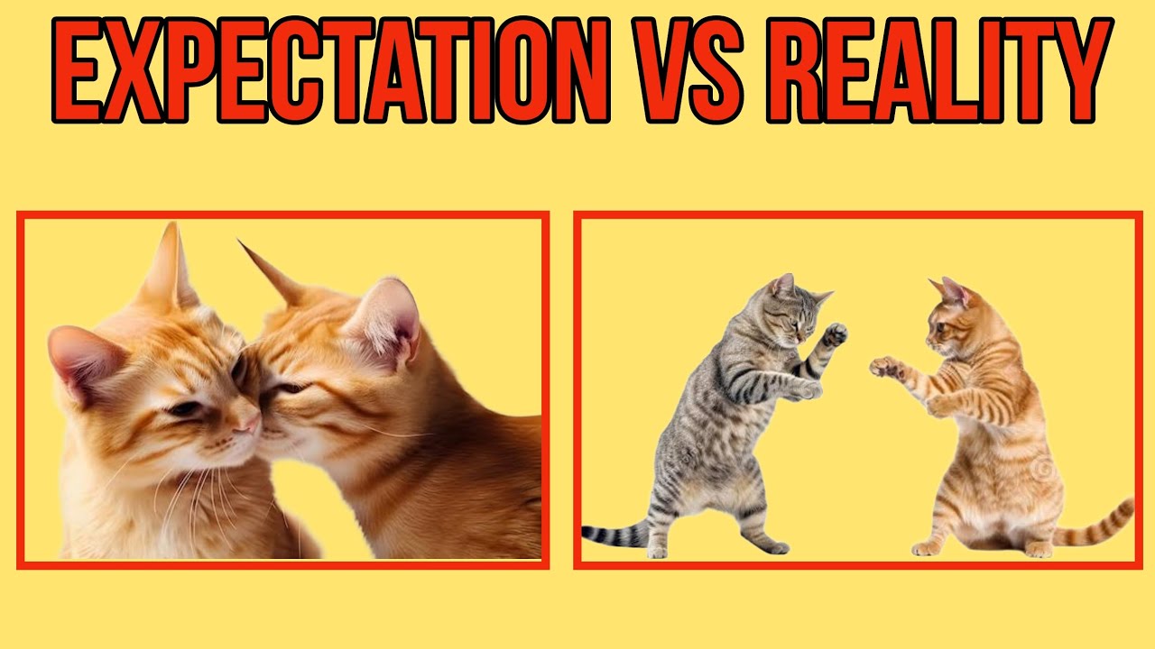 Expectations VS Reality | Cat Expectation Vs Reality - YouTube