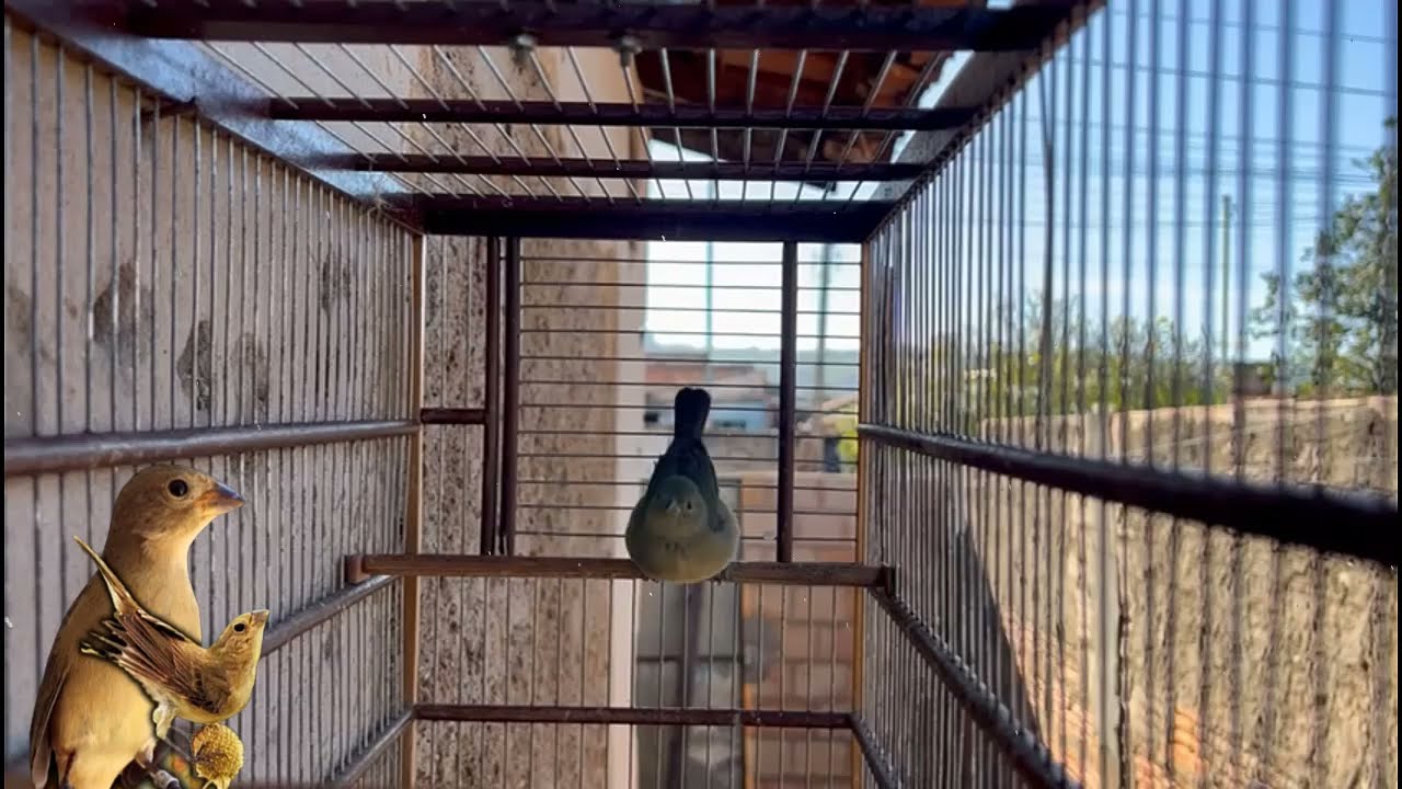 PIADO DE FÊMEA PARA DEIXAR SEU PAPA-CAPIM DOIDO PARA CANTAR LOGO MELHOR ...