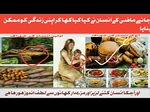 Food of early humans/human evolution/in Urdu/in Hindi