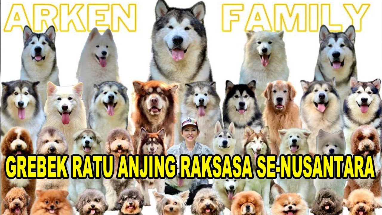 Grebek Ratu Anjing Raksasa Se-Nusantara - YouTube