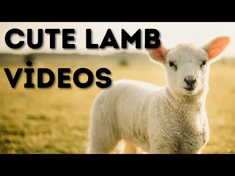 SEVİMLİ KUZU VİDEOLARI - CUTE LAMB VİDEOS❤️❤️❤️