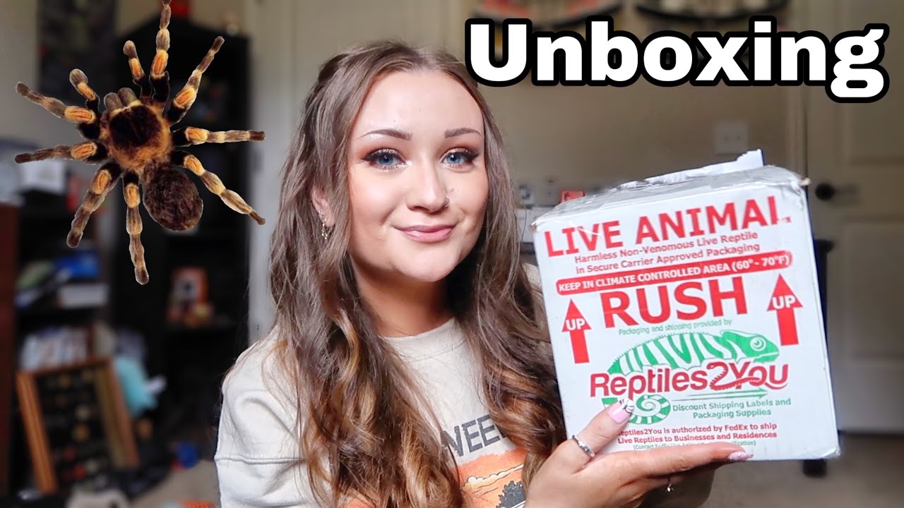 TARANTULA UNBOXING FROM TARANTULA KAT! | My New Halloween Tarantula ...