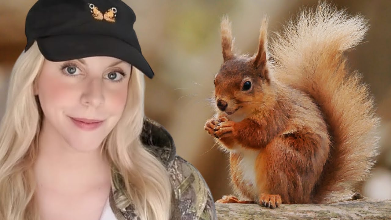 Where have the UK's native red squirrels gone? The island where they ...