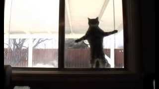 Cat Machine Gun Funny Meme Cat Shoots With A Kalash" — Image Created