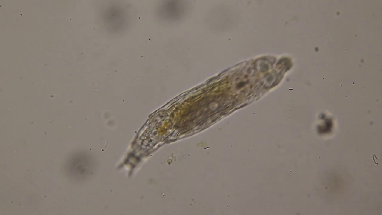 Observación de una rotifera de agua dulce (clase Bdelloidea, phylum ...