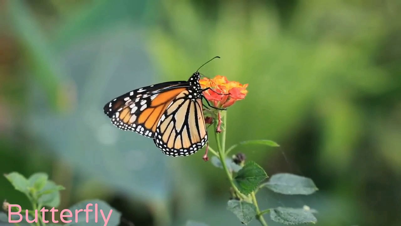 Beautiful butterflies - relaxing meditation and nature sounds🦋🦋🦋 - YouTube