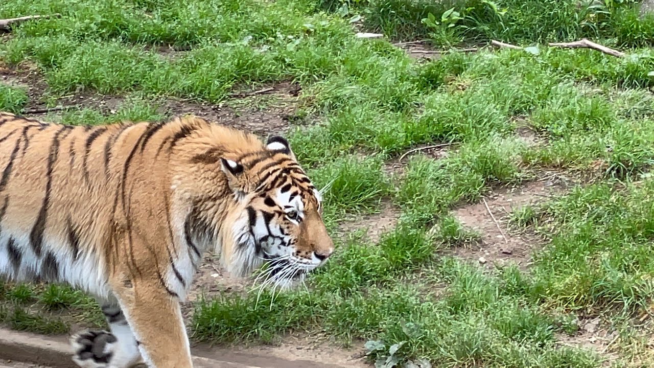 The National Zoo reopens. Let’s see some animals. - YouTube