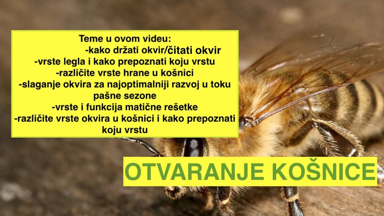 🐝Kako pročitati košnicu s pčelama i savjeti @kosnica.eu (osnove ...