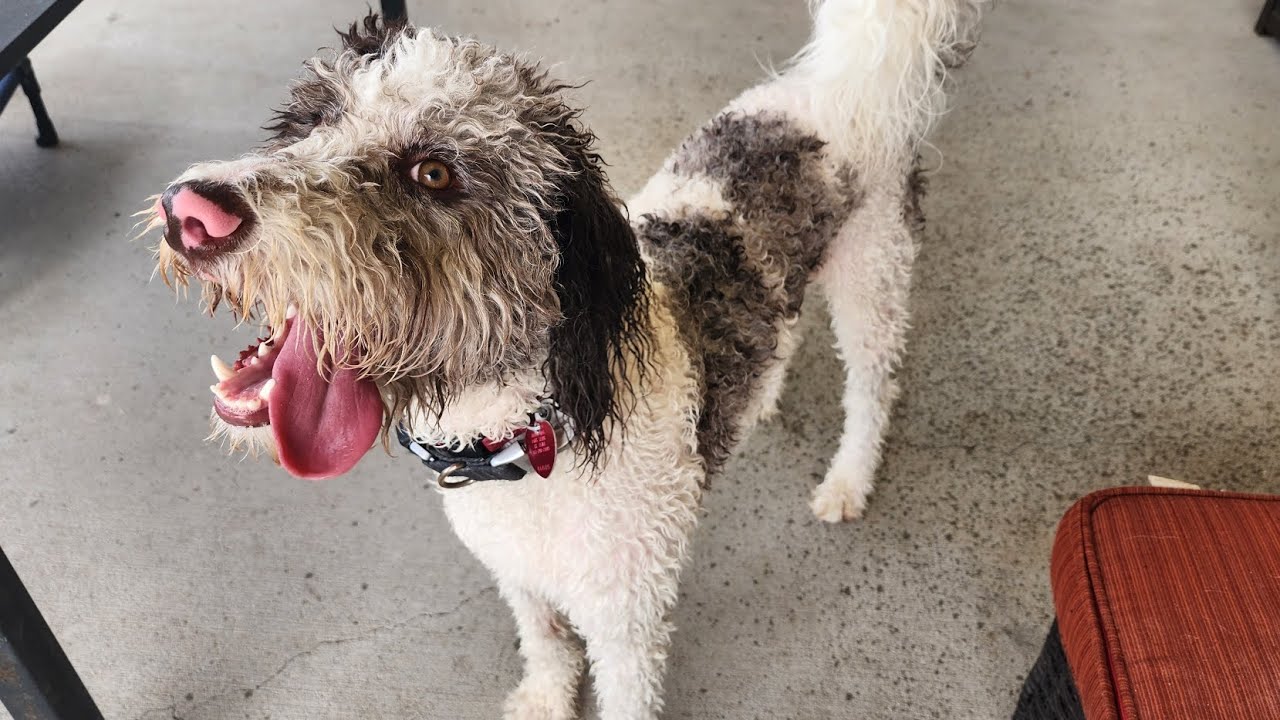 Goose 7mo Aussiedoodle | Best Corpus Christi Dog Trainers - YouTube