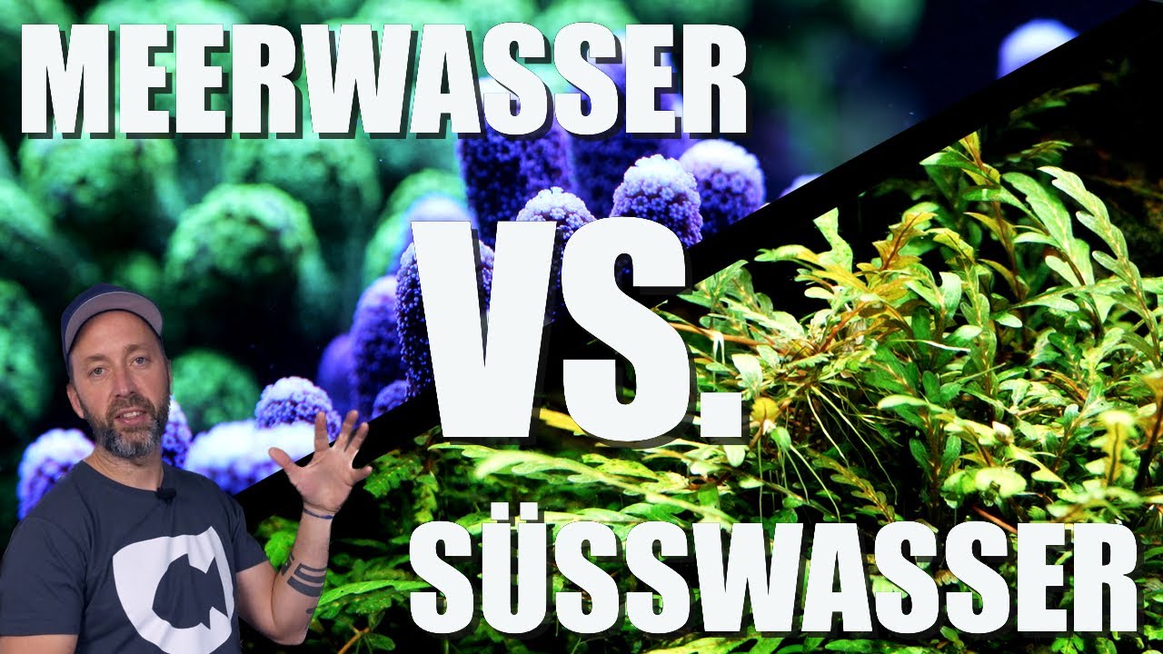 DER Süß-/Meerwasser EINSTEIGER GUIDE beginnt! Alles was DU immer über ...