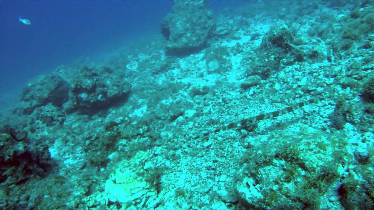 Amazing color-changing fish! - YouTube