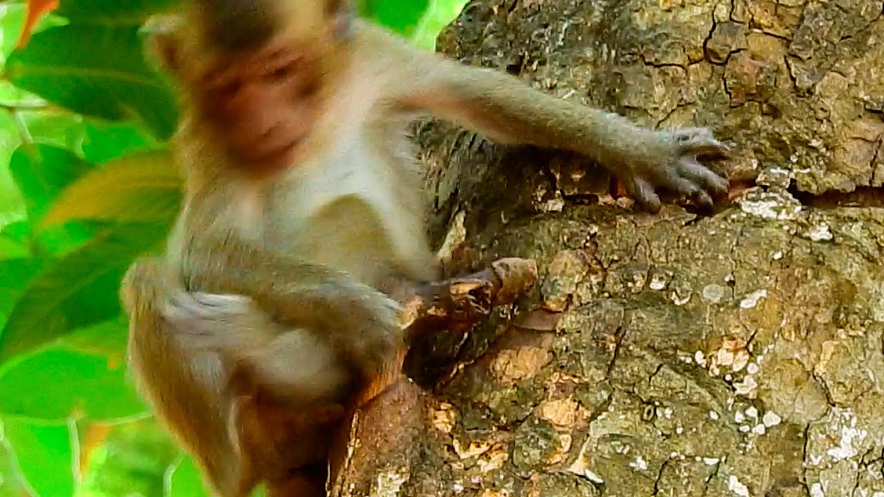 this P00r Monkey Fall Down From Place that He Sit - YouTube