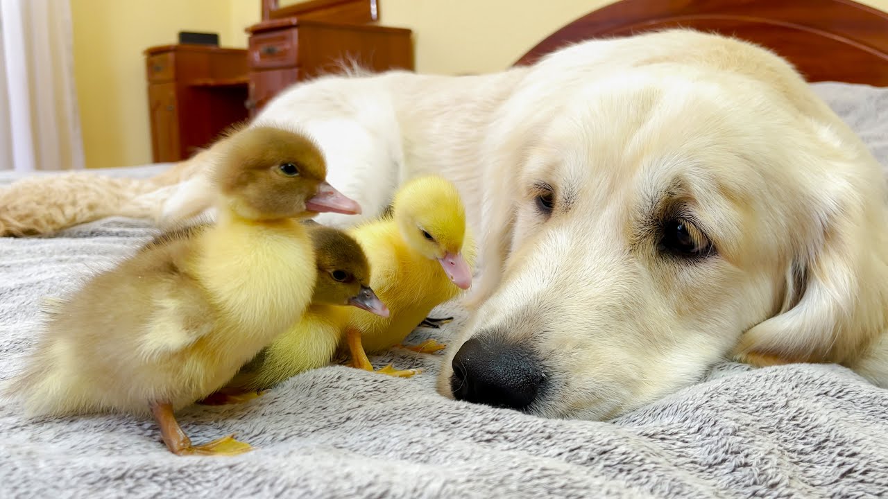 Baby Ducklings Love a Golden Retriever like their Mom - YouTube